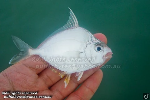 Common Ponyfish | NatureRules1 Wiki | Fandom
