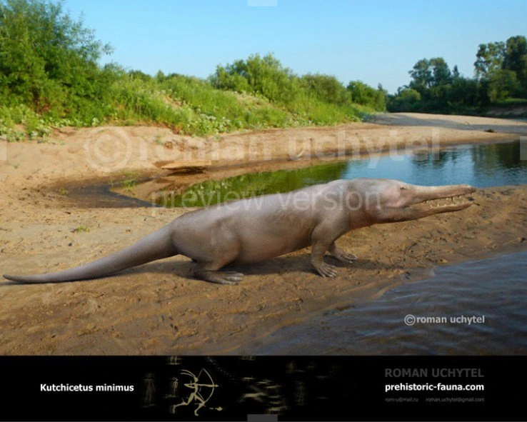 Kutchicetus | NatureRules1 Wiki | Fandom