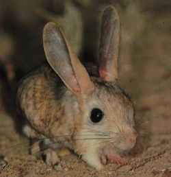 jerboa adaptations