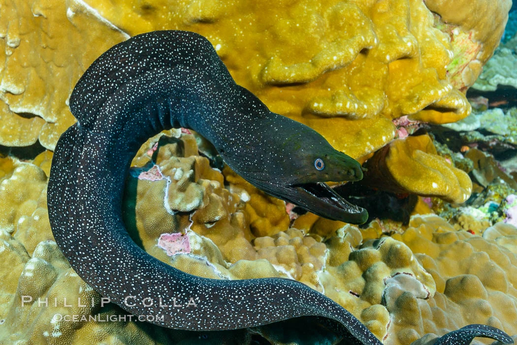 Panamic Green Moray Eel | NatureRules1 Wiki | Fandom