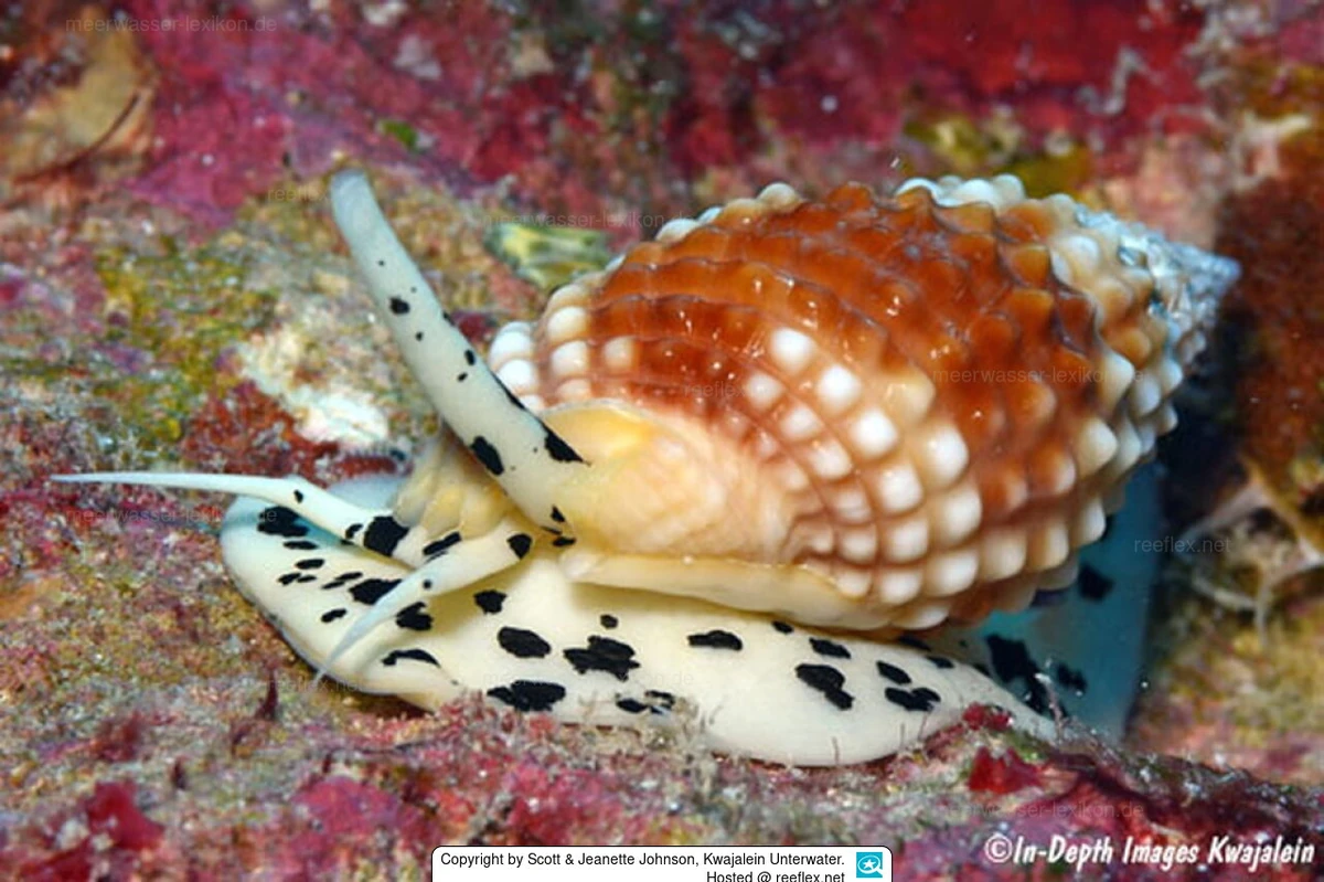 Pimpled Basket Shell | NatureRules1 Wiki | Fandom