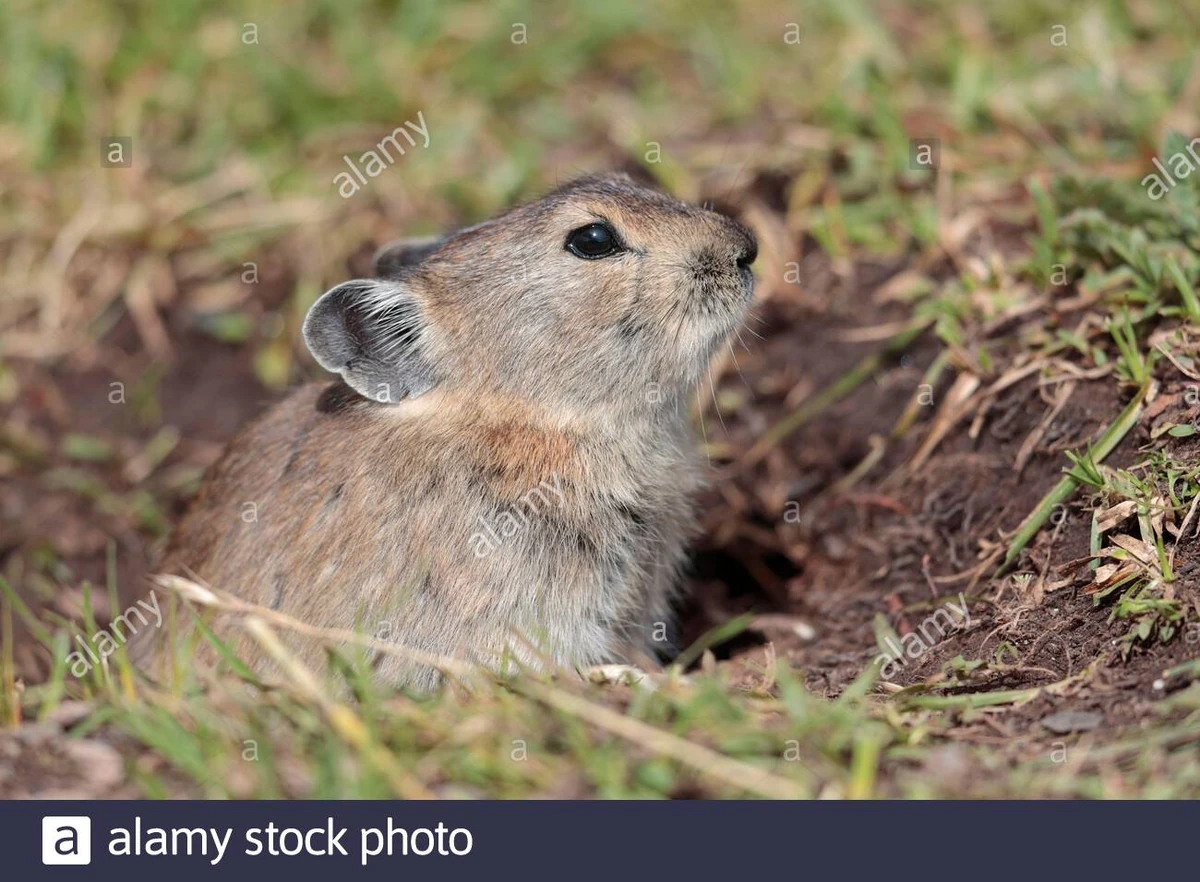 Black-lipped Pika | NatureRules1 Wiki | Fandom