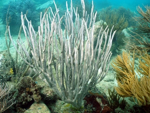 Porous Sea Rod | NatureRules1 Wiki | Fandom