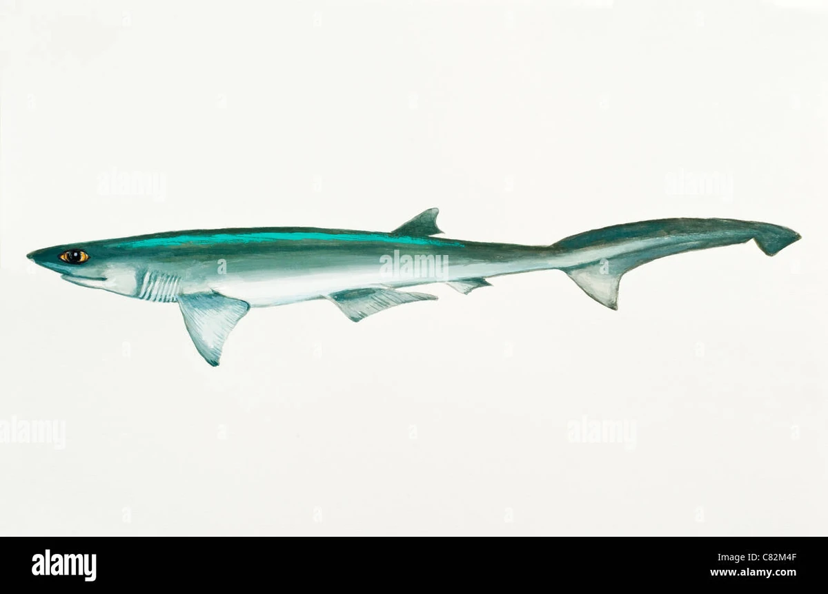 Sharpnose Sevengill Shark | NatureRules1 Wiki | Fandom