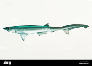 Sharpnose Sevengill Shark | NatureRules1 Wiki | Fandom