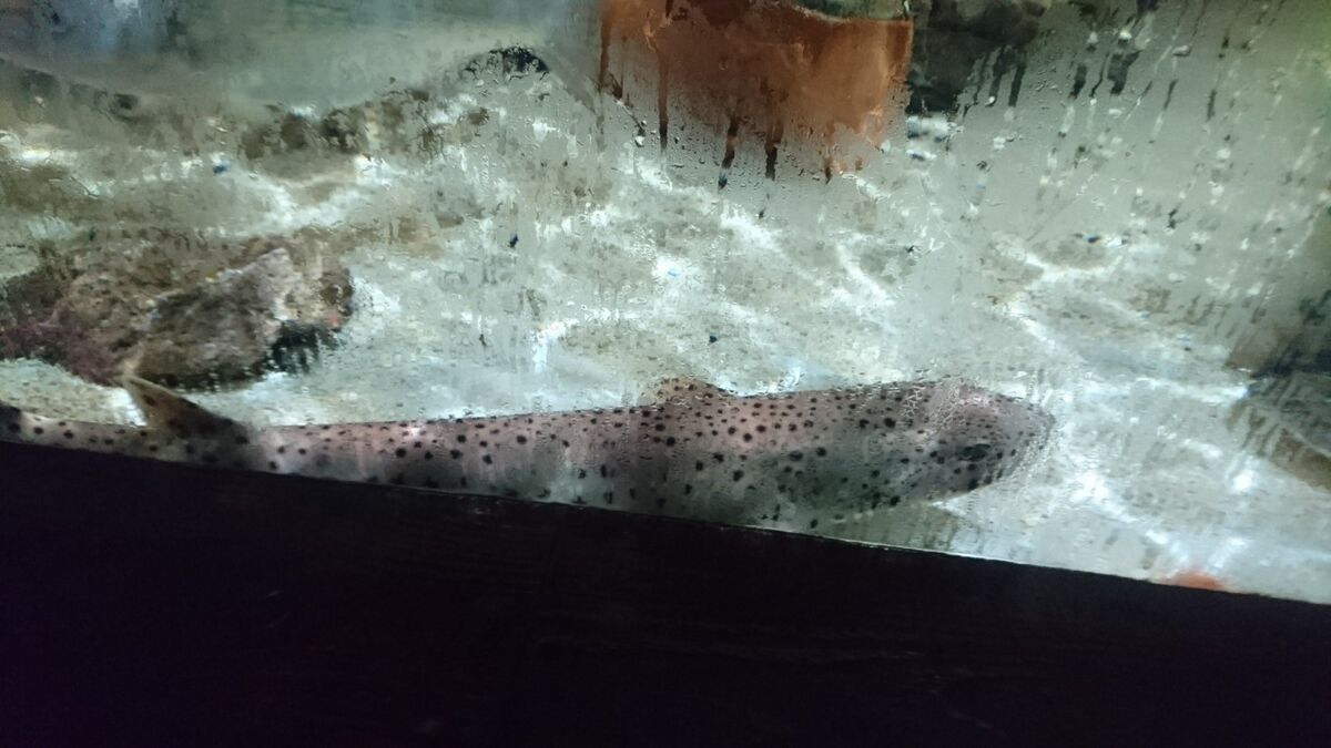 Small Spotted Catshark Naturerules1 Wiki Fandom