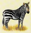 Mountain Zebra | NatureRules1 Wiki | Fandom