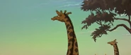 Reticulated Giraffe | NatureRules1 Wiki | Fandom