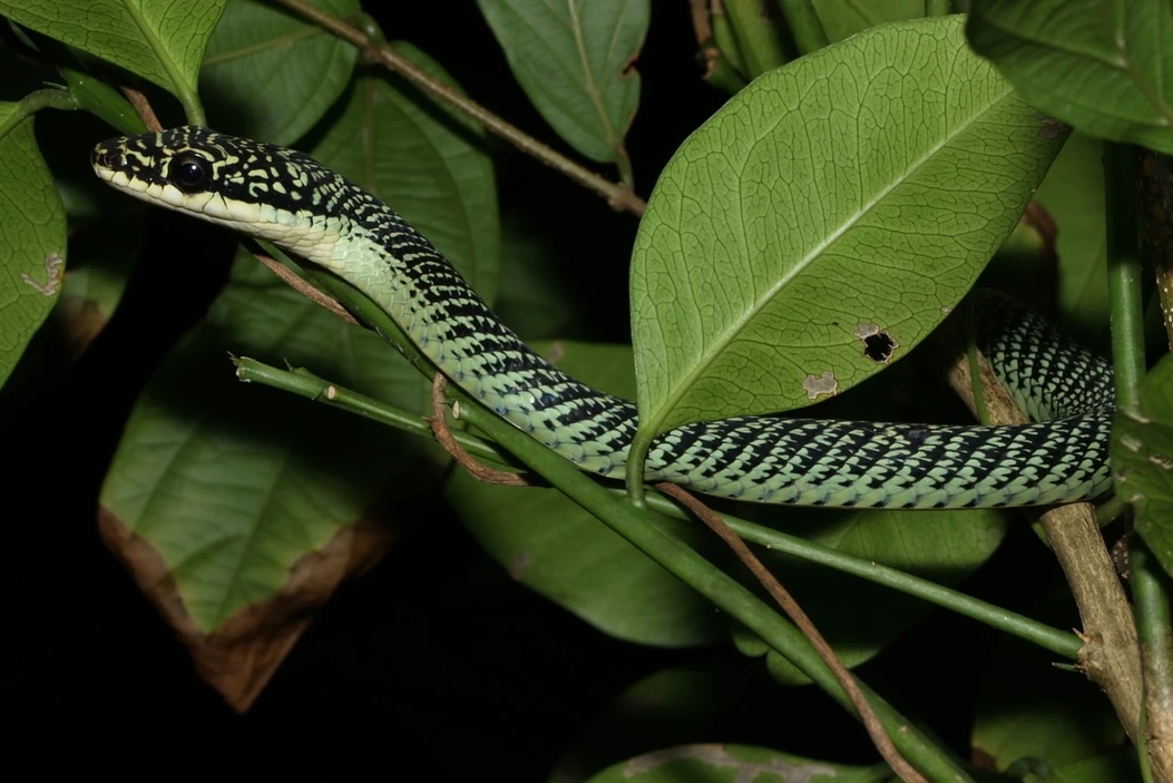 Golden Tree Snake | NatureRules1 Wiki | Fandom