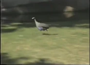 Vulturine Guineafowl | NatureRules1 Wiki | Fandom