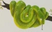 Green Tree Python | NatureRules1 Wiki | Fandom