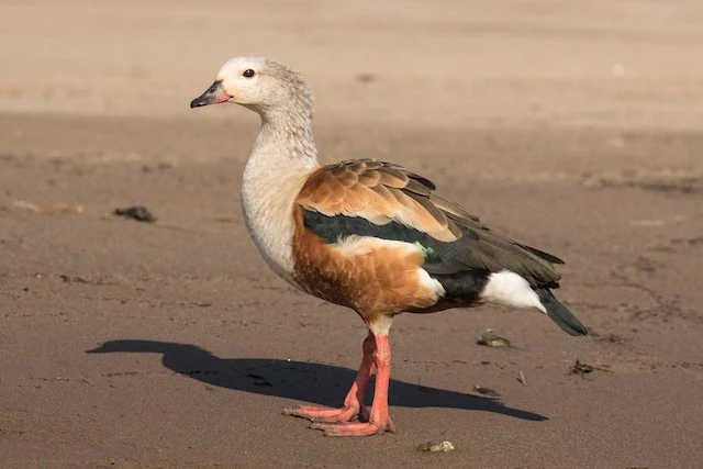 Orinoco Goose | NatureRules1 Wiki | Fandom
