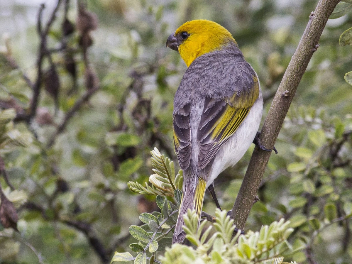 Palila | NatureRules1 Wiki | Fandom