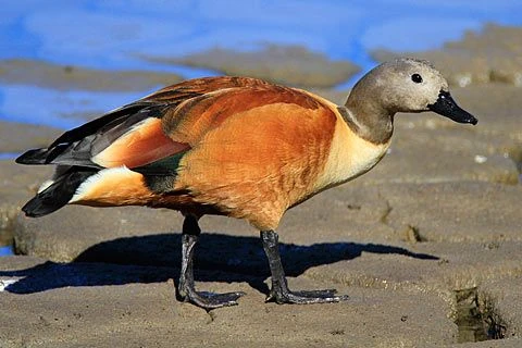 South African Shelduck | NatureRules1 Wiki | Fandom