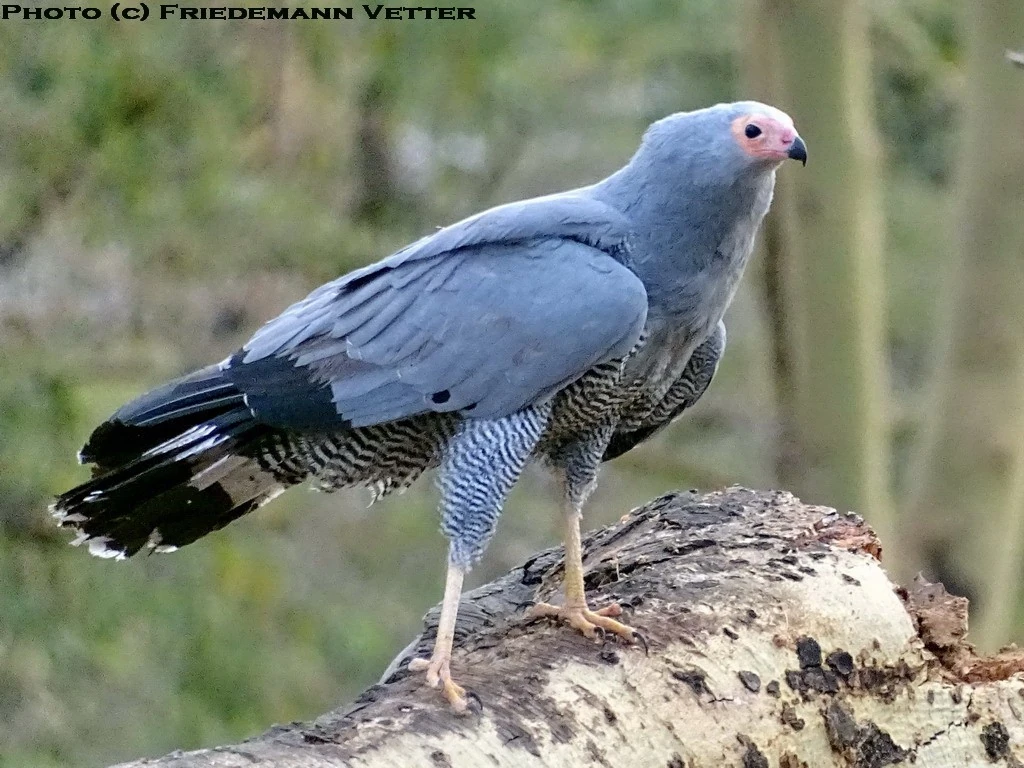 African Harrier Hawk | NatureRules1 Wiki | Fandom