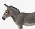 African Wild Ass | NatureRules1 Wiki | Fandom
