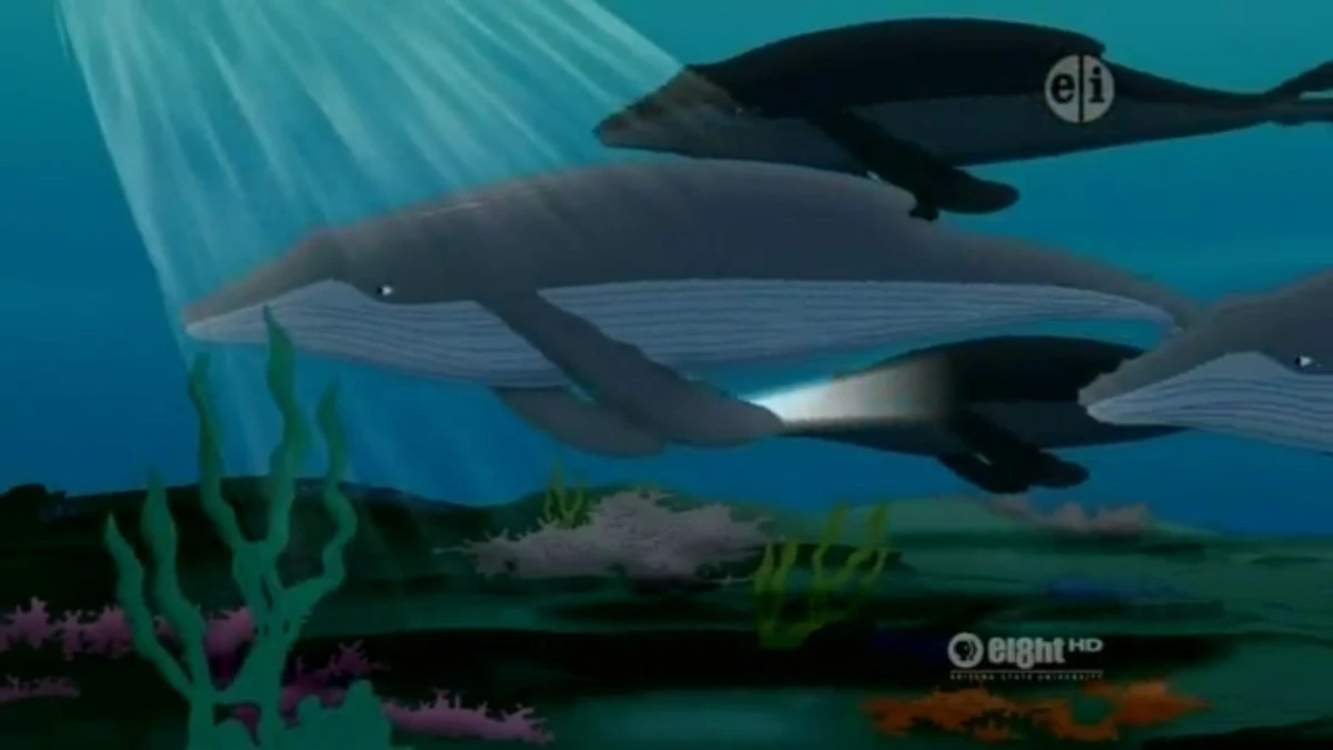 Humpback Whale/TV Shows | NatureRules1 Wiki | Fandom