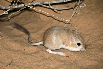 Desert Kangaroo Rat | NatureRules1 Wiki | Fandom