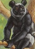 Indri | NatureRules1 Wiki | Fandom