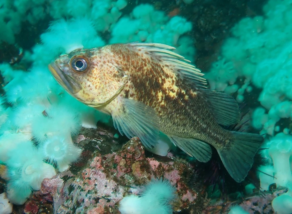 Quillback Rockfish | NatureRules1 Wiki | Fandom