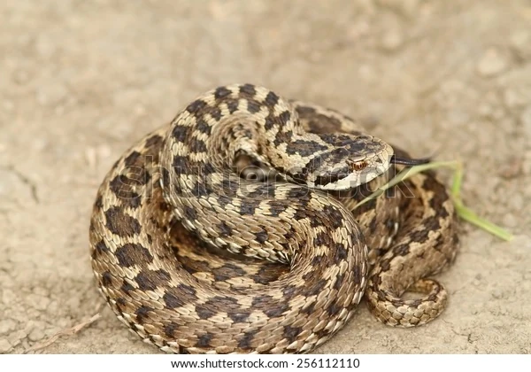 Hungarian Meadow Viper | NatureRules1 Wiki | Fandom