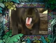 Mandrill | NatureRules1 Wiki | Fandom