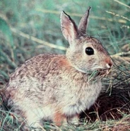 Mountain Cottontail | NatureRules1 Wiki | Fandom
