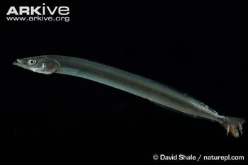 Lesser Sand Eel | NatureRules1 Wiki | Fandom