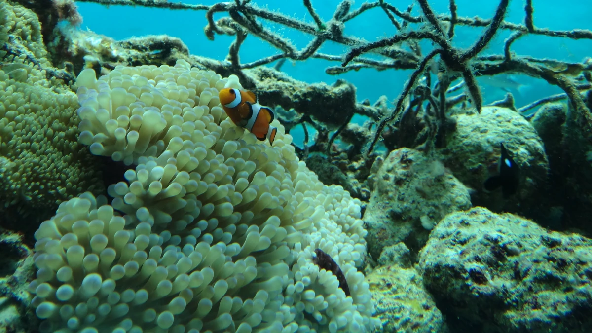 Magnificent Sea Anemone | NatureRules1 Wiki | Fandom