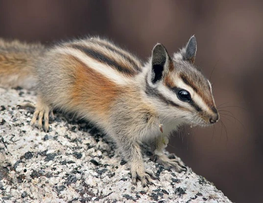 Alpine Chipmunk | NatureRules1 Wiki | Fandom