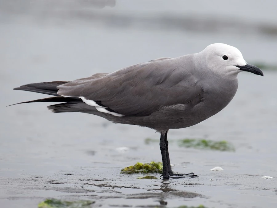 Grey Gull | NatureRules1 Wiki | Fandom