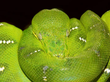 Emerald Tree Boa | NatureRules1 Wiki | Fandom