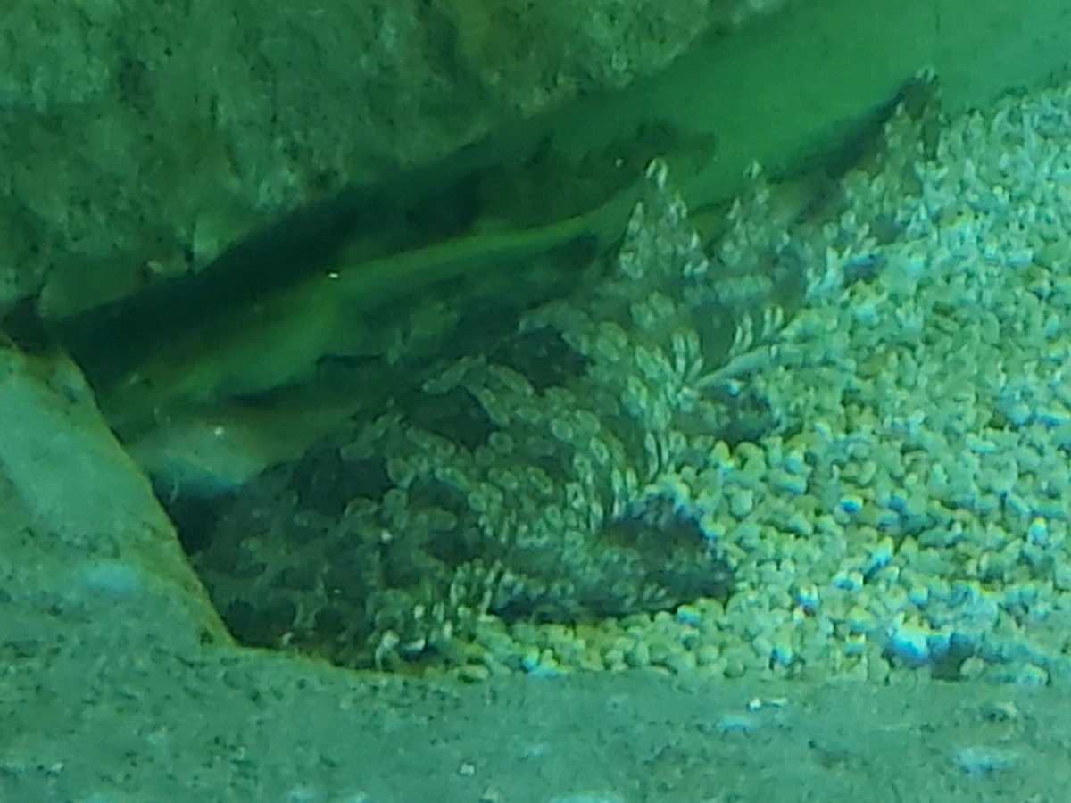 Spotted Wobbegong | NatureRules1 Wiki | Fandom