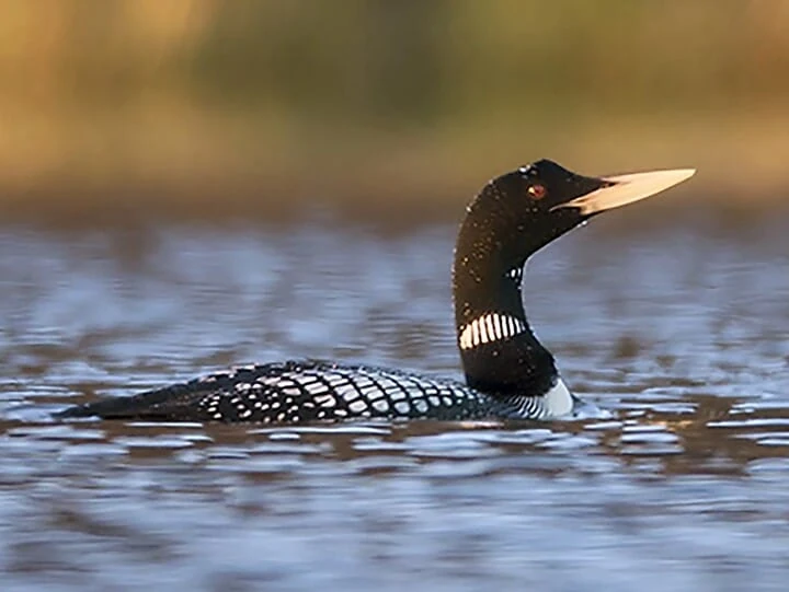 Yellow-billed Loon | NatureRules1 Wiki | Fandom