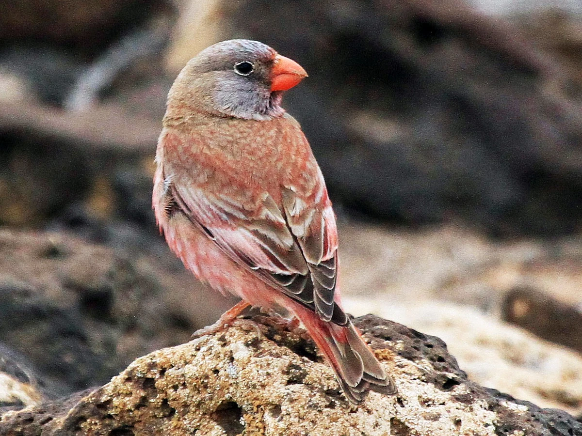 Trumpeter Finch | NatureRules1 Wiki | Fandom