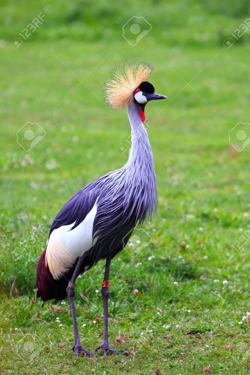 Grey Crowned Crane | NatureRules1 Wiki | Fandom