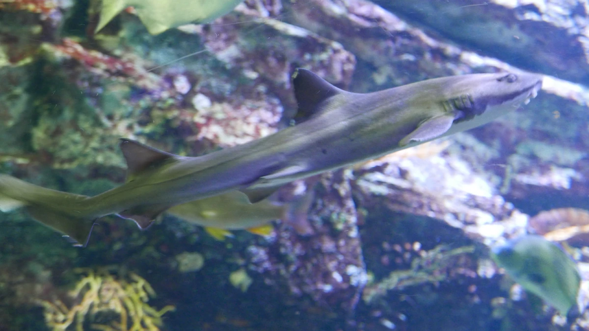 Banded Houndshark | NatureRules1 Wiki | Fandom