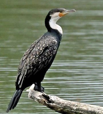 White-breasted Cormorant | NatureRules1 Wiki | Fandom
