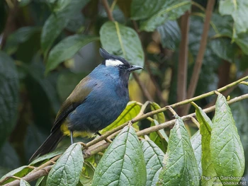 Eastern Crested Berrypecker | NatureRules1 Wiki | Fandom