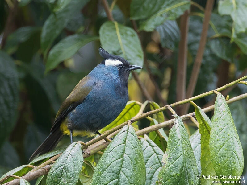 Eastern Crested Berrypecker | NatureRules1 Wiki | Fandom