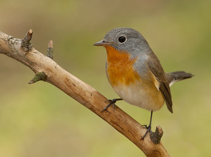 Red Breasted Flycatcher Naturerules1 Wiki Fandom