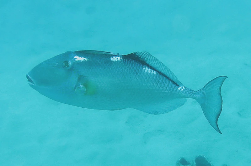 Starry Triggerfish | NatureRules1 Wiki | Fandom