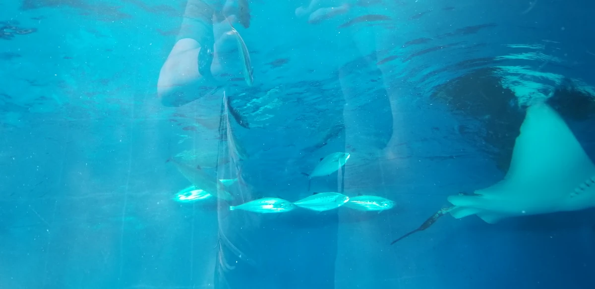 Talang Queenfish | NatureRules1 Wiki | Fandom