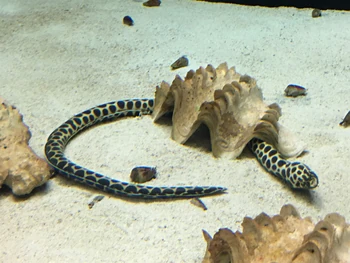 Tiger Snake Eel | NatureRules1 Wiki | Fandom