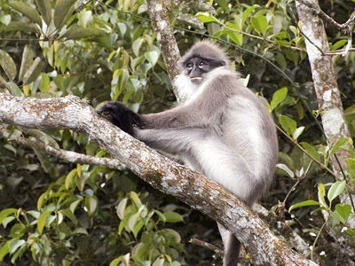 White-thighed Surili | NatureRules1 Wiki | Fandom