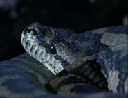 Indian Python | NatureRules1 Wiki | Fandom