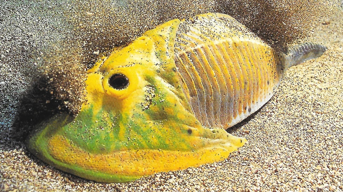 Cephalaspis | NatureRules1 Wiki | Fandom