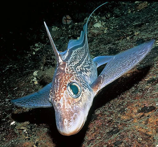 Rabbit Fish | NatureRules1 Wiki | Fandom