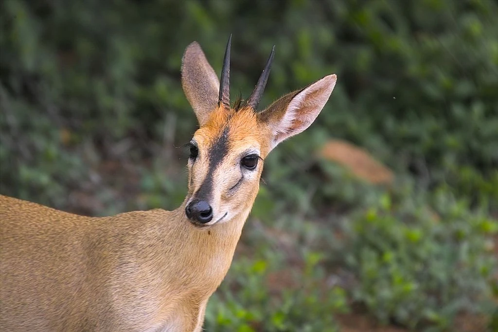 Common Duiker | NatureRules1 Wiki | Fandom
