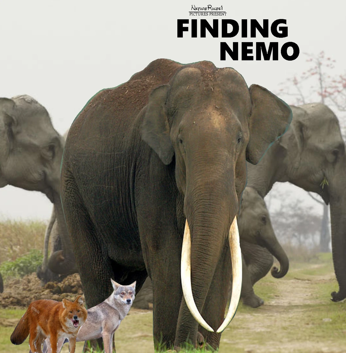 Finding Nemo (Asian Animal Version) | NatureRules1 Wiki | Fandom